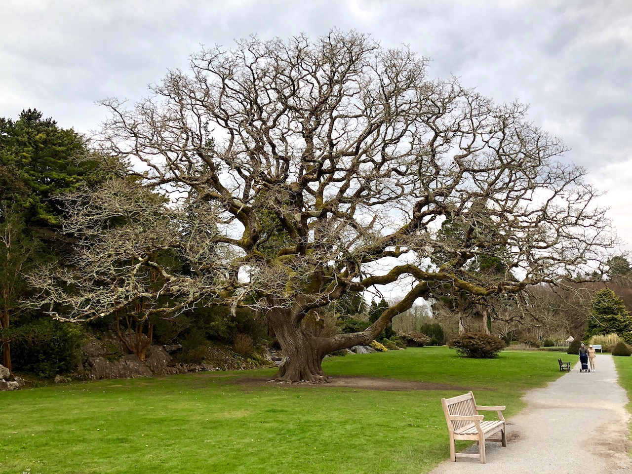 Tree at Killarney National Park – The Postcard