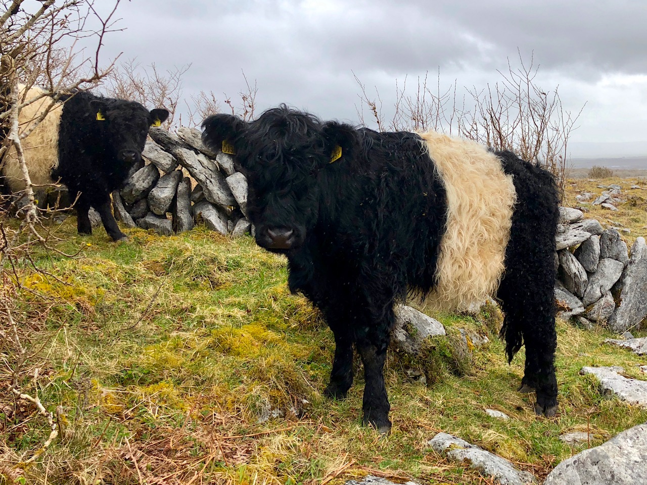 Baby Oreo Cows | The Postcard