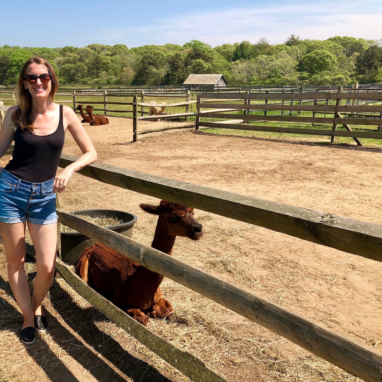 Our Visit to the Alpaca Farm on Martha’s Vineyard | The Postcard