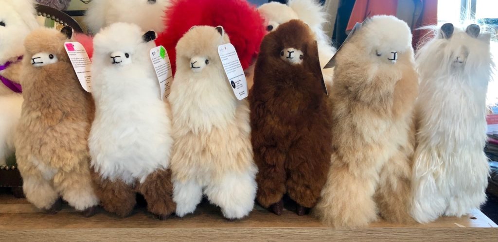 Our Visit to the Alpaca Farm on Martha’s Vineyard | The Postcard