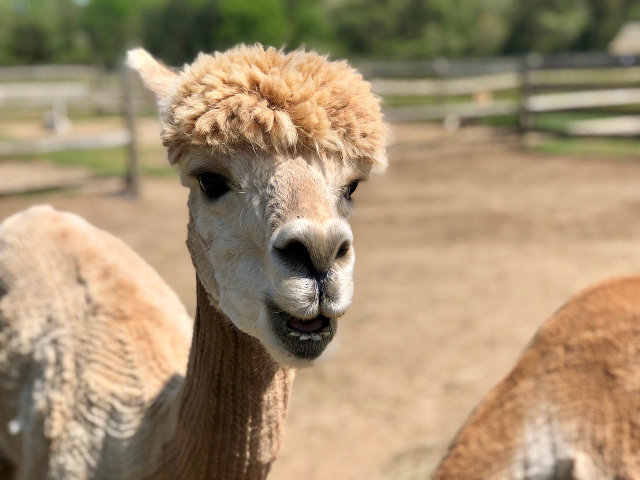 Our Visit to the Alpaca Farm on Martha’s Vineyard | The Postcard