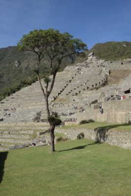 Machu-Picchu-tree-lawn | The Postcard