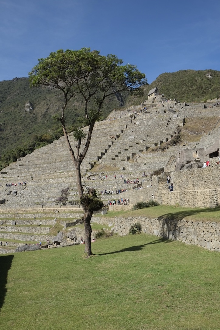 Machu-Picchu-tree-lawn | The Postcard