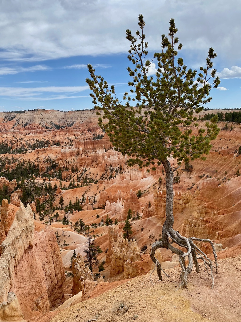 Bryce-Canyon-bristlecone-pine-tree | The Postcard